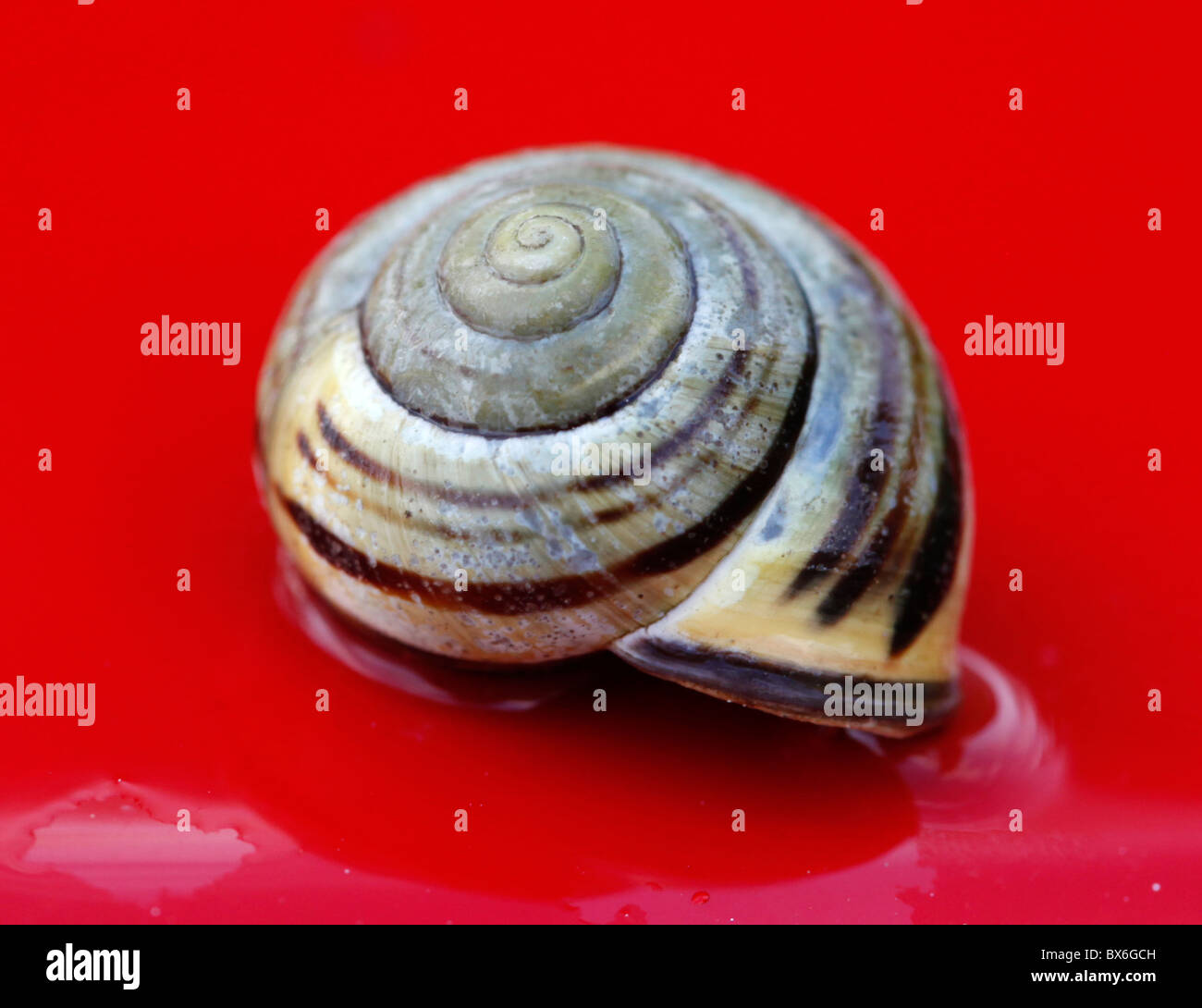 grove snail (Cepaea nemoralis Stock Photo - Alamy