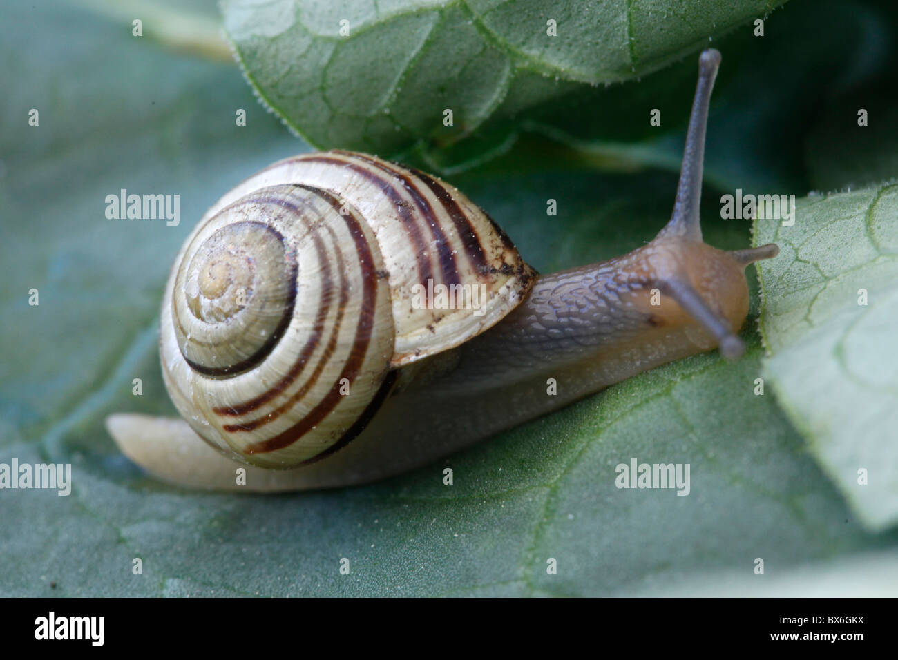 grove snail (Cepaea nemoralis Stock Photo - Alamy