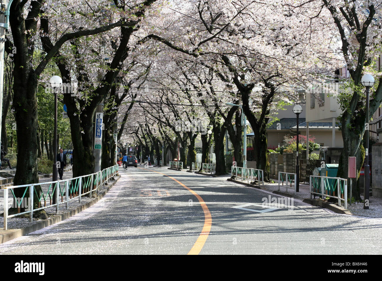 Cherry blossom street hi-res stock photography and images - Alamy