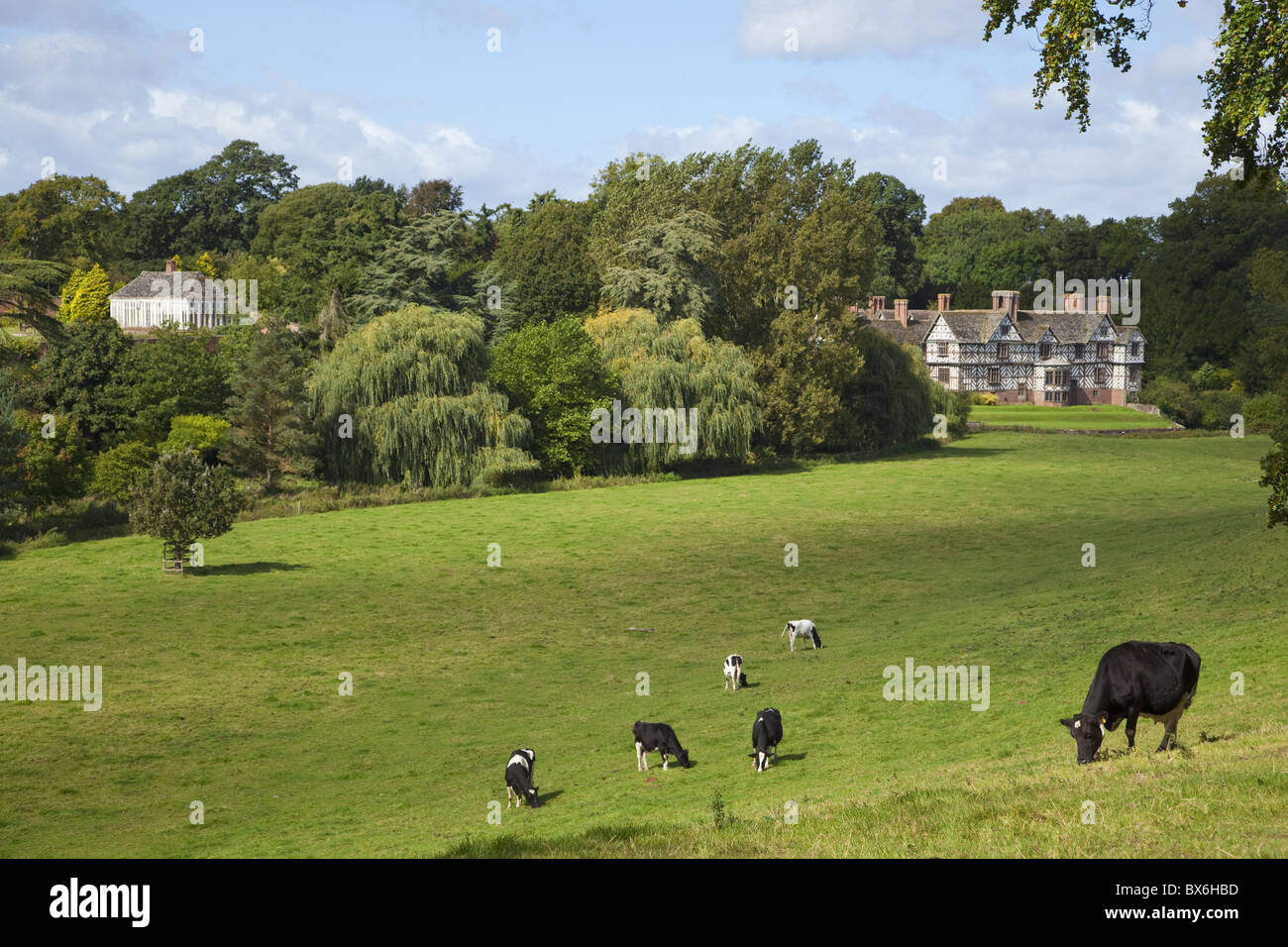 Cows graze on meadows surrounding Pitchford Hall, an Elizabethan half ...