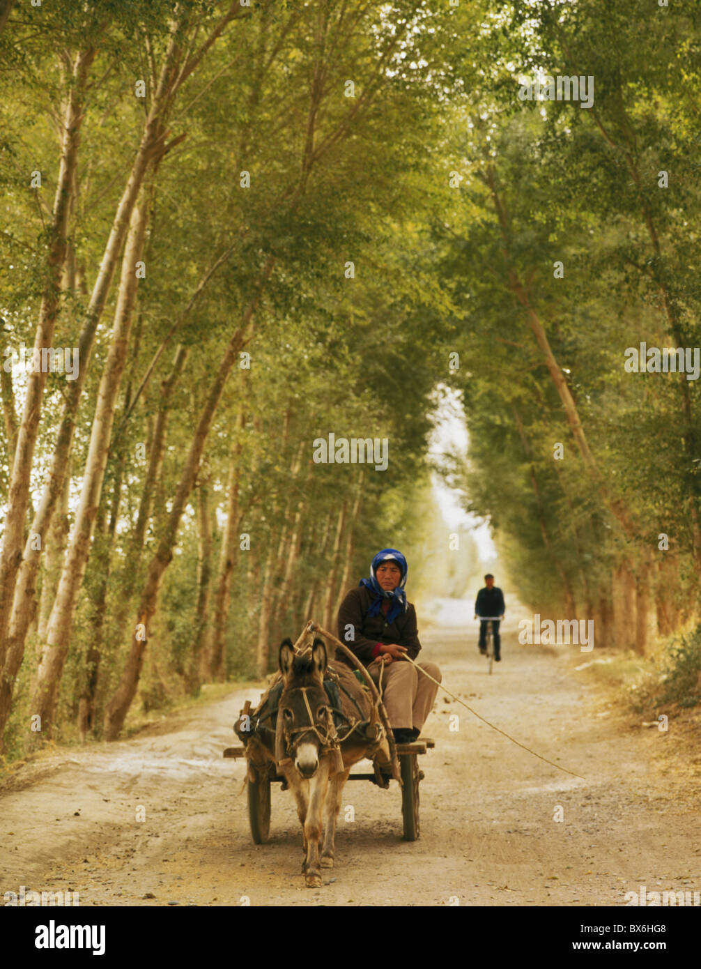 Woman riding donkey cart on a tree-lined road, with bicycle in distance ...