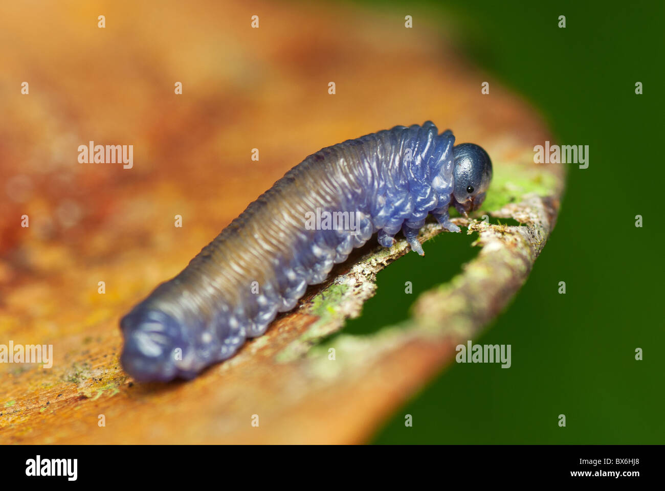Blue butterfly caterpillar hi-res stock photography and images - Alamy