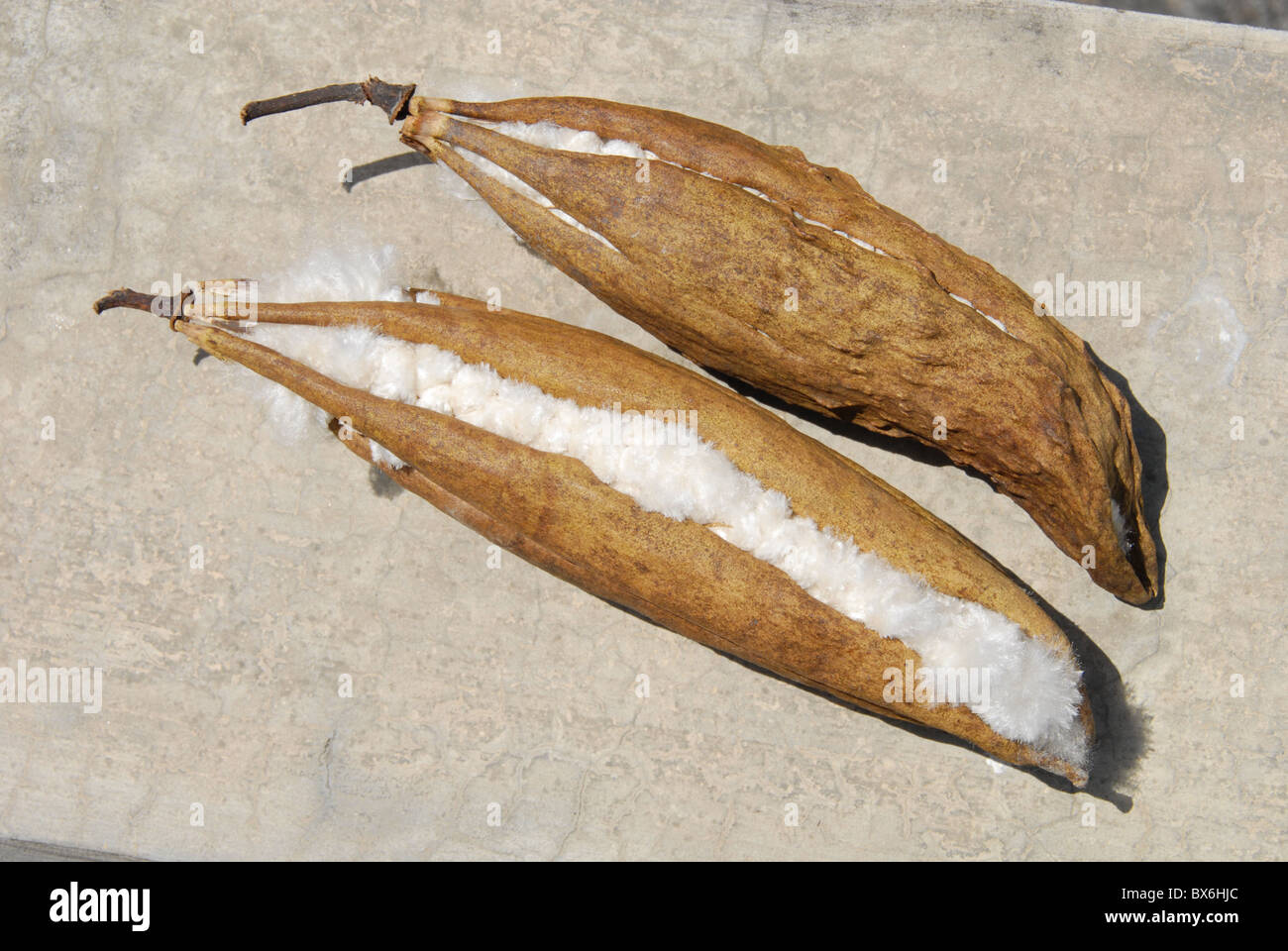 Seed pods from kapok tree, opening as they ripen, Bicol, southern Luzon ...