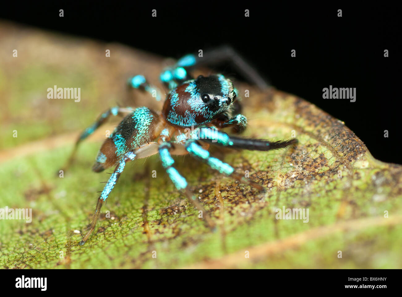 Metallic blue spider hi-res stock photography and images - Alamy
