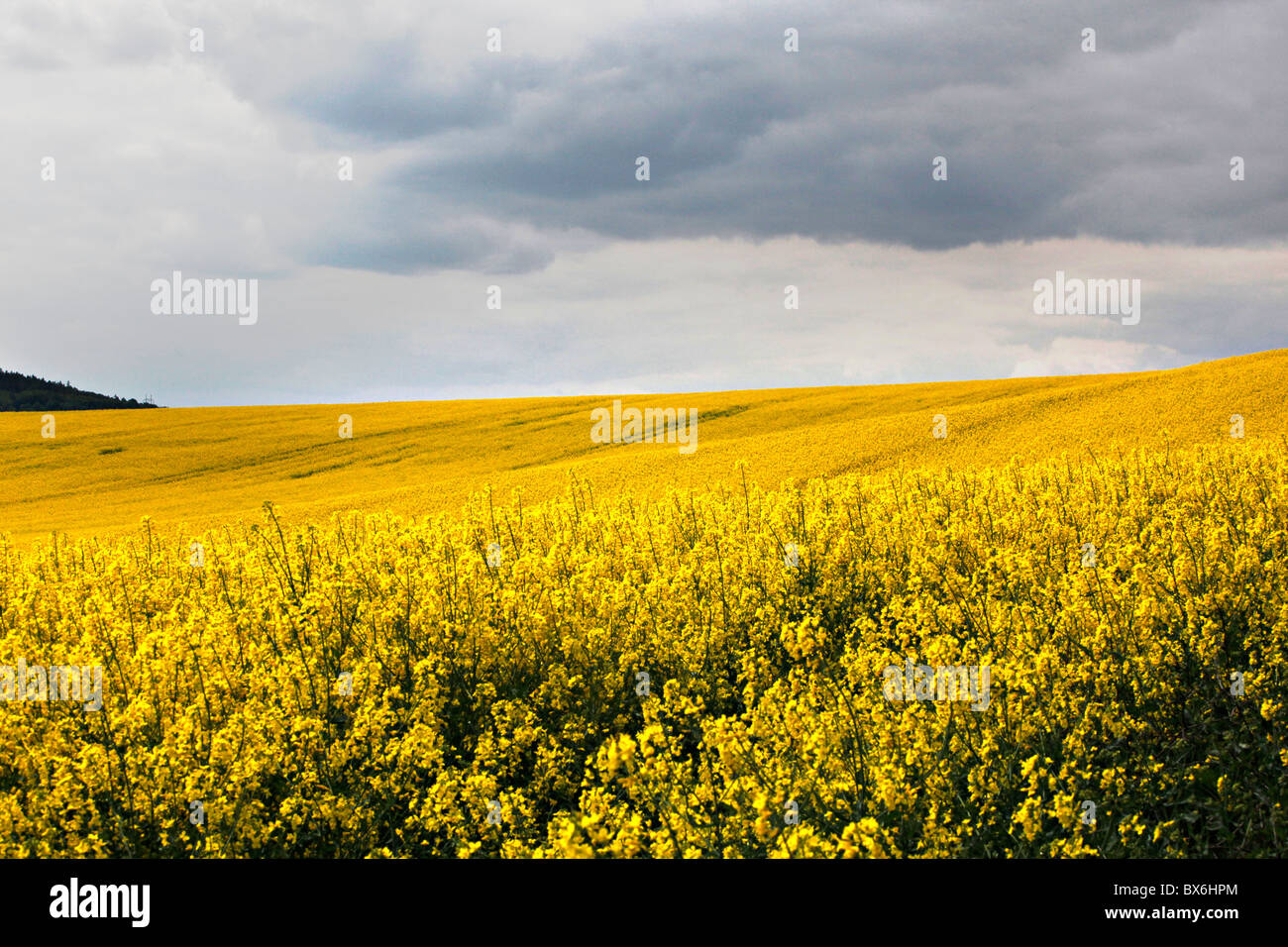 Blossoming yellow fields of rapeseed Stock Photo - Alamy