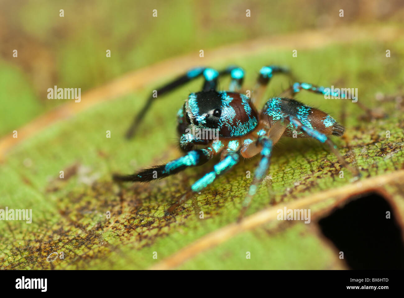 Tiny blue spider hi-res stock photography and images - Alamy