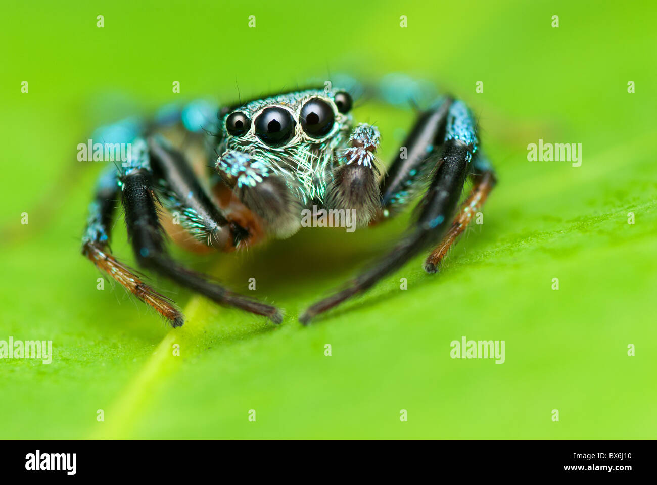 Tiny blue spider hi-res stock photography and images - Alamy
