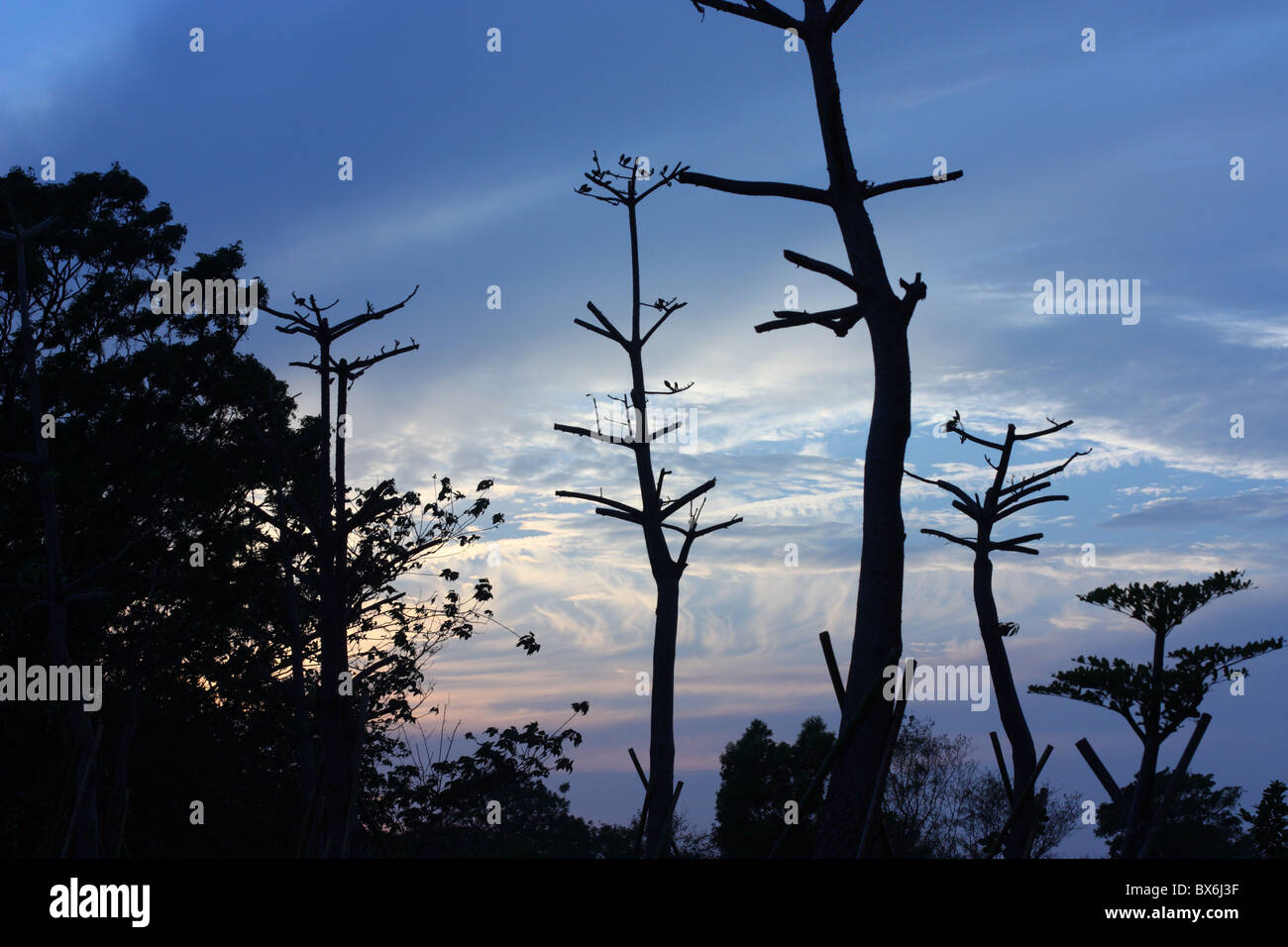 Transplanted Tree High Resolution Stock Photography and Images - Alamy