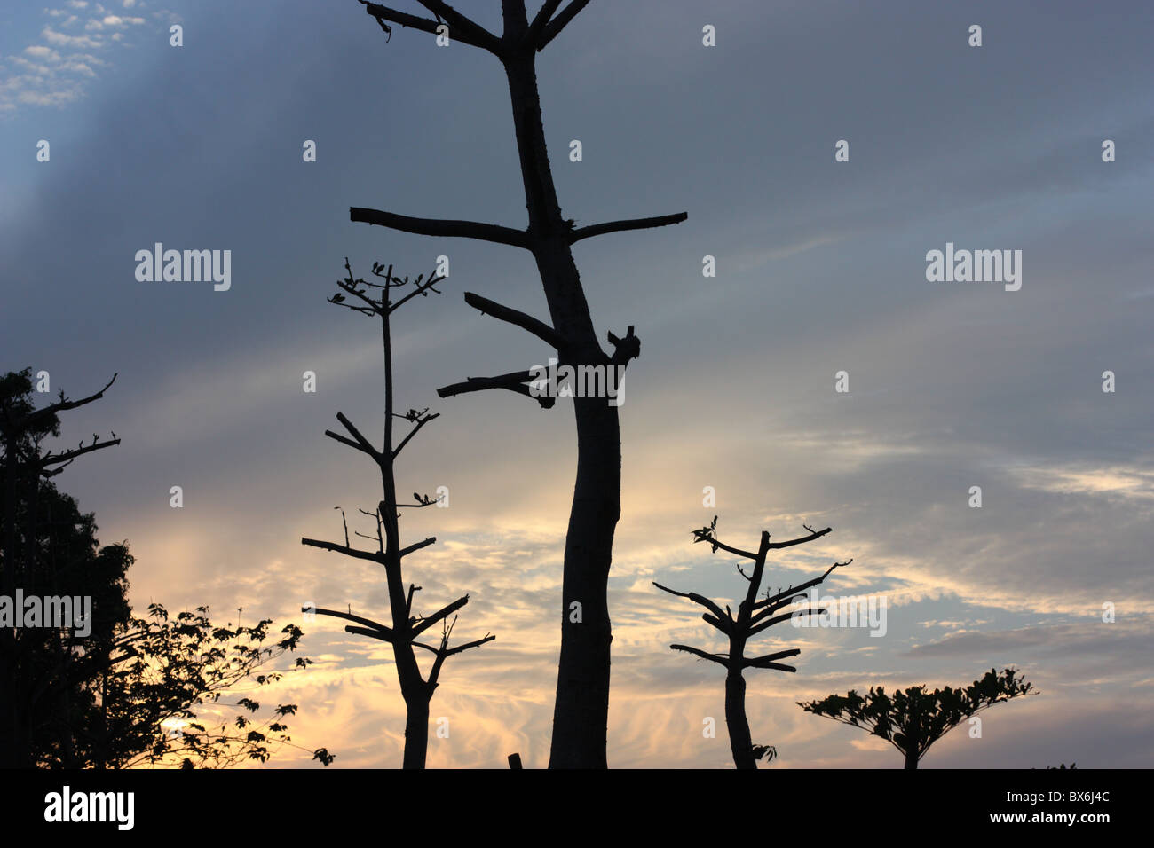 Newly planted trees at sunset. Tainan, Taiwan Stock Photo - Alamy