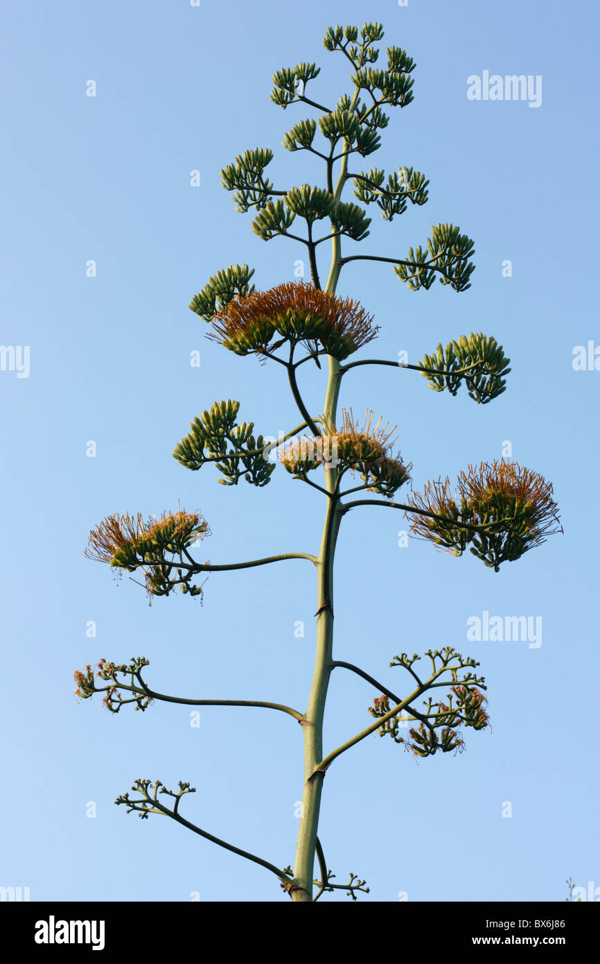 Flora of taiwan hi-res stock photography and images - Alamy