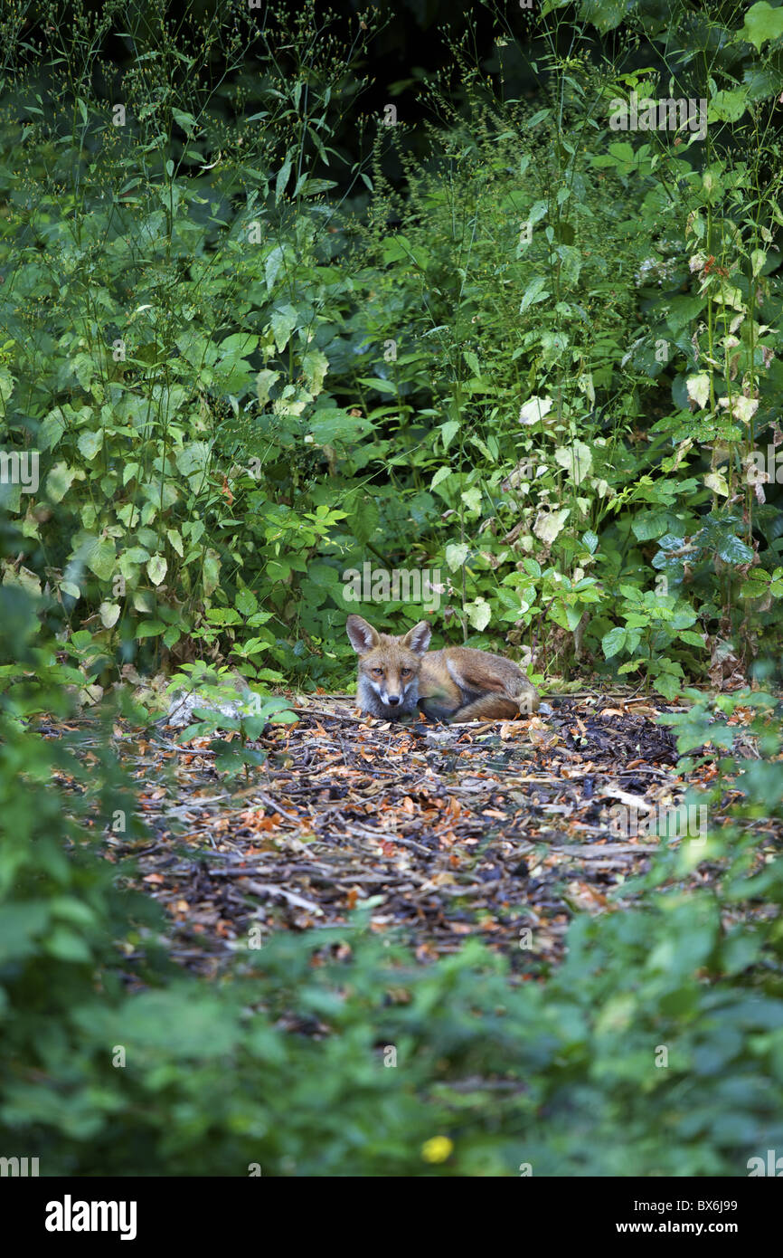 Foxes england hi-res stock photography and images - Alamy