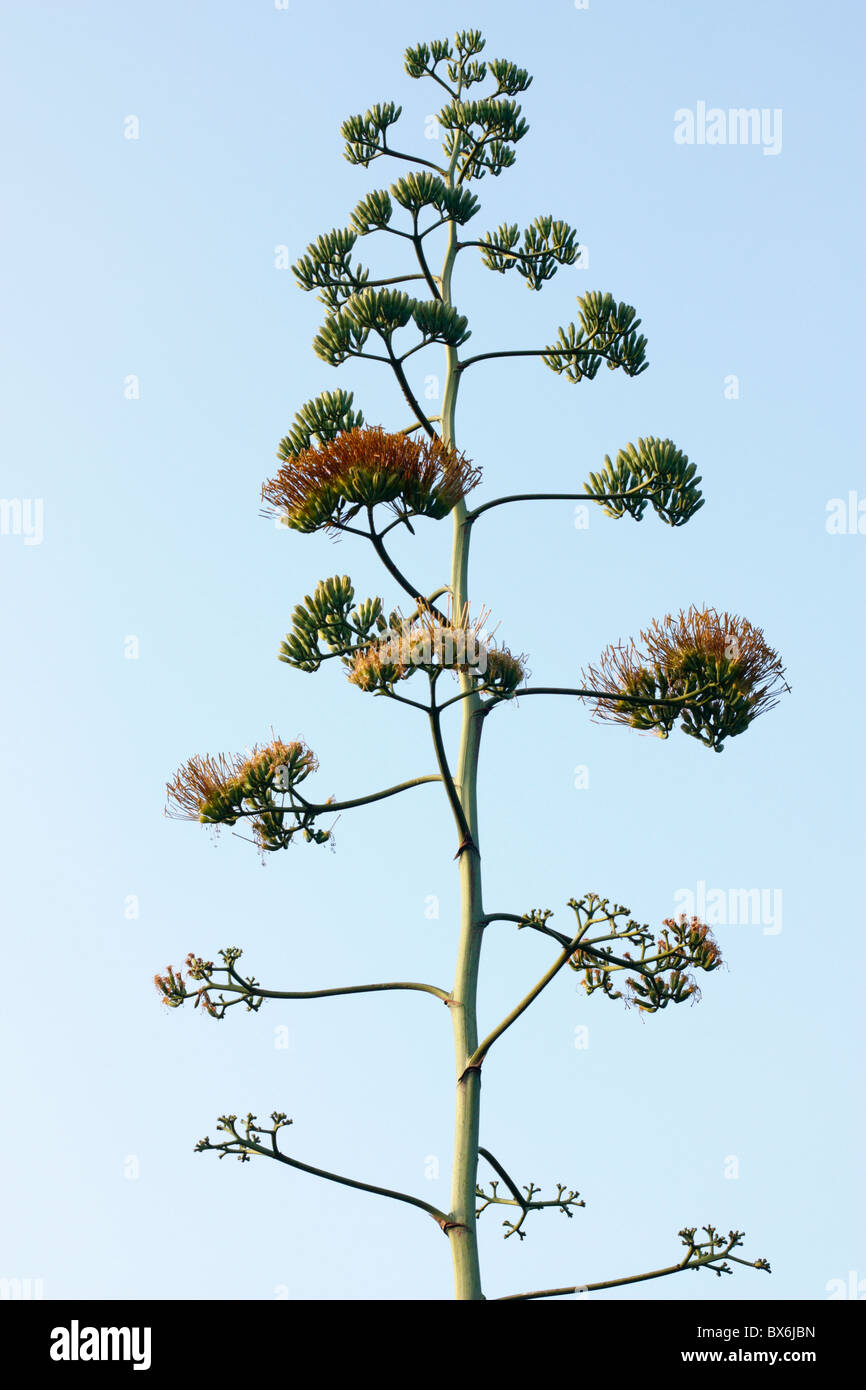 Sisal blossom hi-res stock photography and images - Alamy