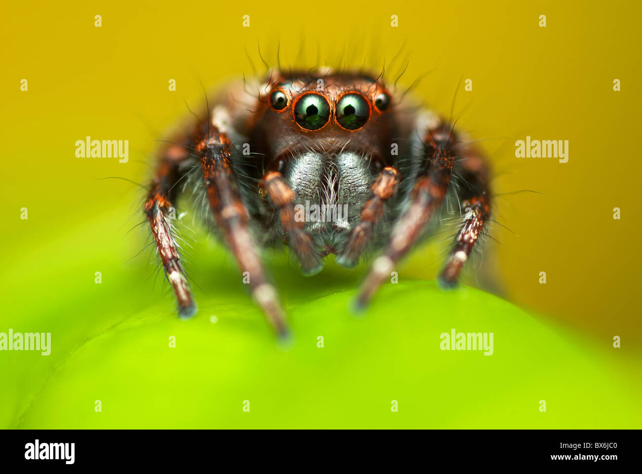Jumping spider hi-res stock photography and images - Alamy