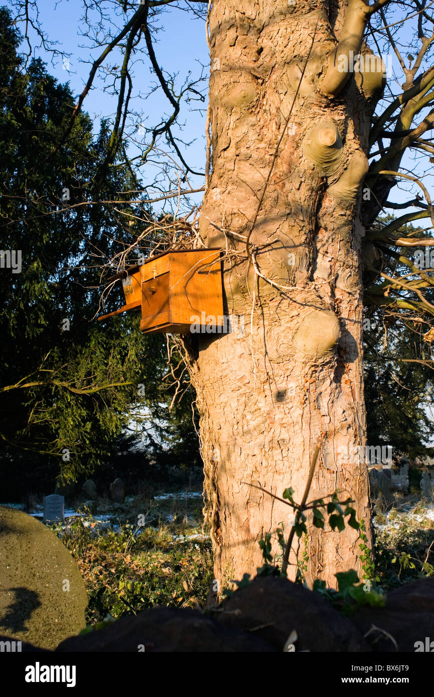 Winterbourne South Gloucestershire England UK Nesting box on a tree ...