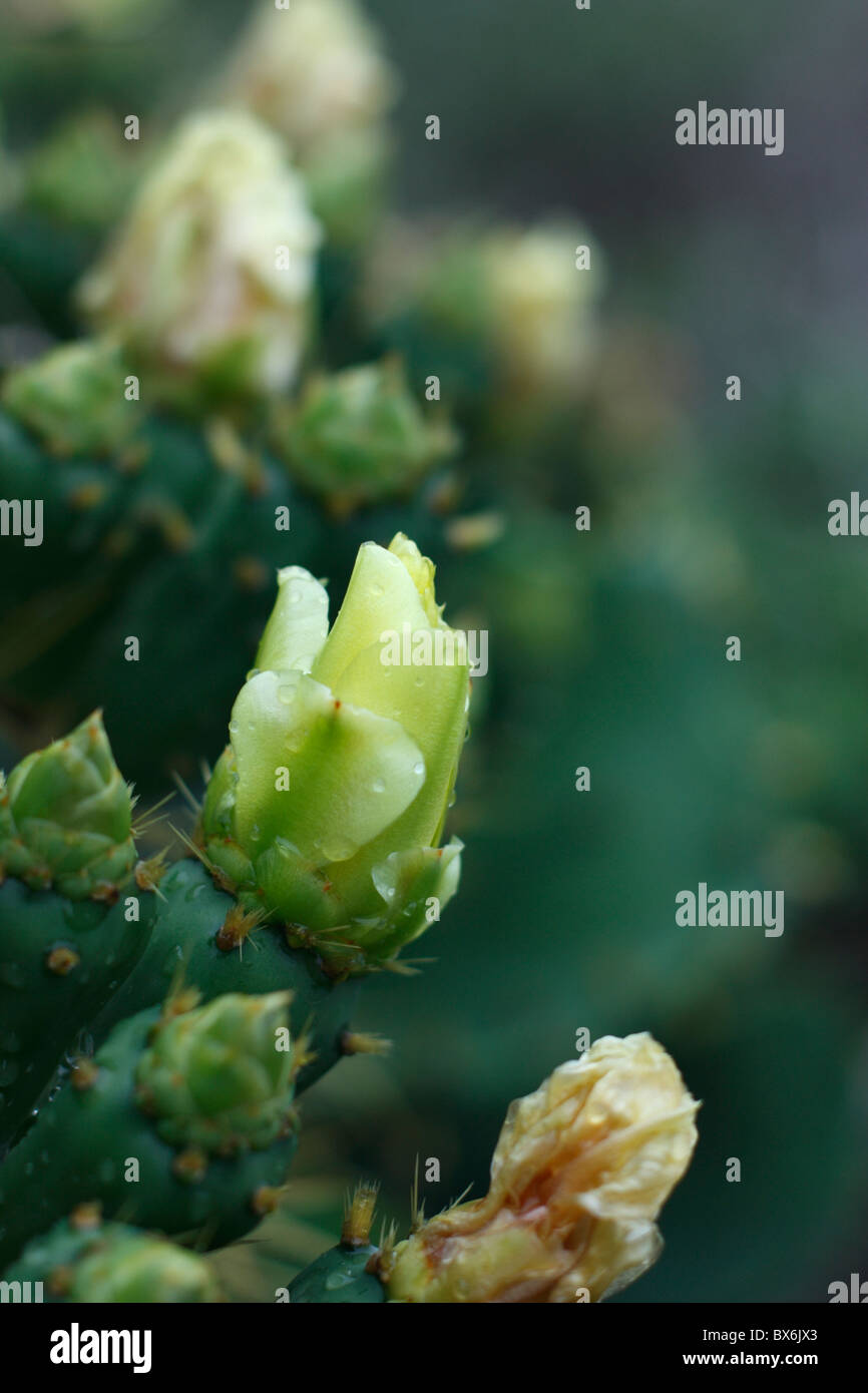 Yellow blossoms on wild cactus in the rain at the beach in Tainan ...
