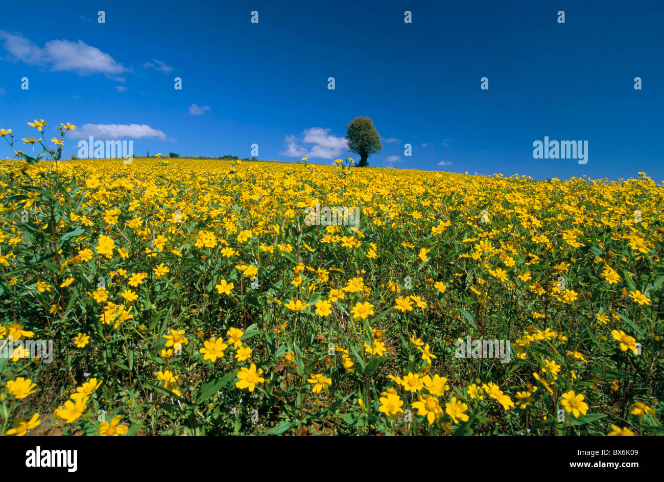 Fields, road to Pindaya, Shan State, Myanmar (Burma), Asia Stock Photo ...