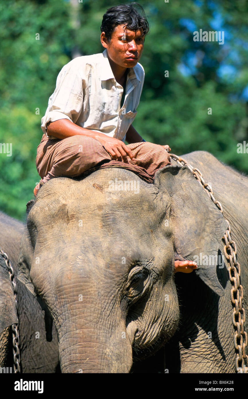 Elephant camp, Ayeyarwaddy Division, Myanmar (Burma), Asia Stock Photo ...