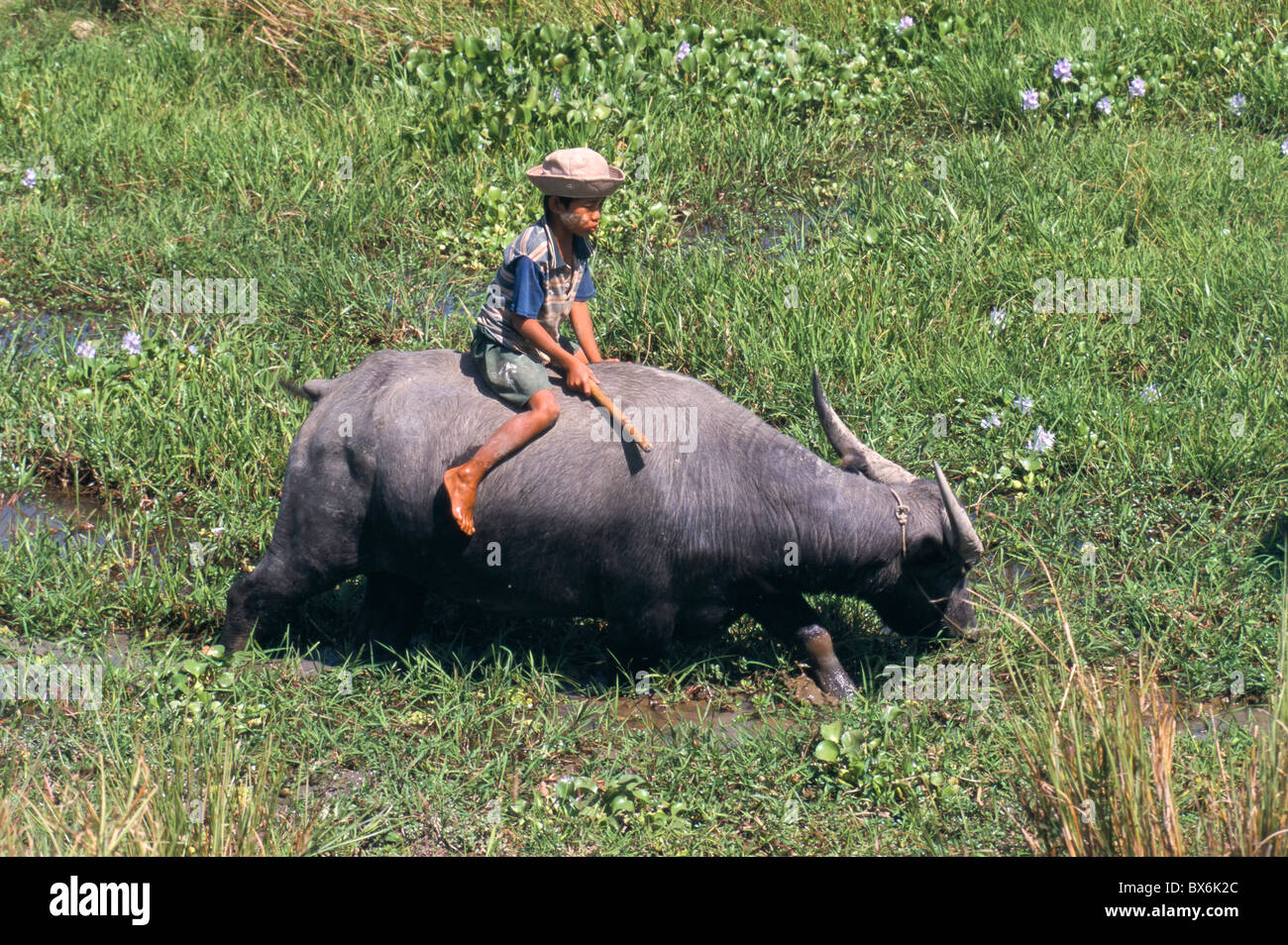 Water buffalo and boys hi-res stock photography and images - Alamy