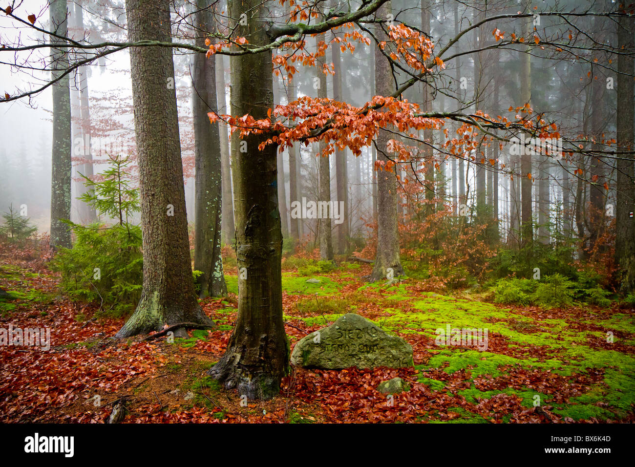 Misty tree in autumn colors hi-res stock photography and images - Alamy