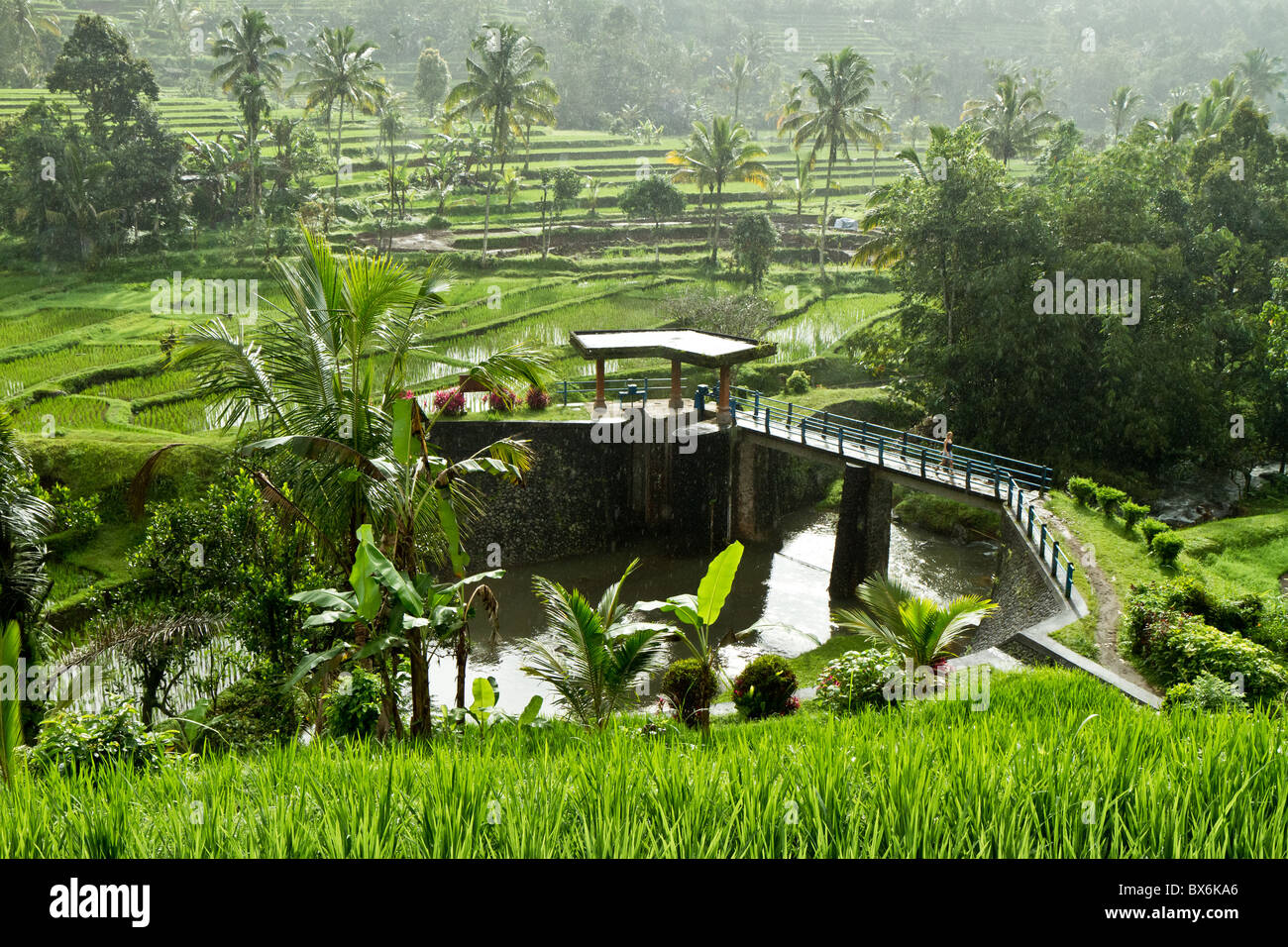 typical terrace rice fields of Bali, Indonesia Stock Photo - Alamy