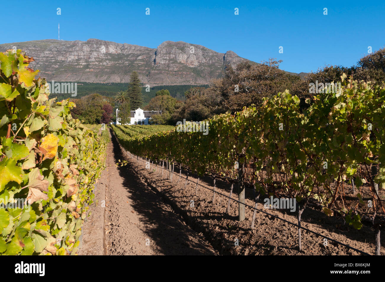 Buitenverwachting Wine Farm, Constantia, Cape Province, South Africa ...