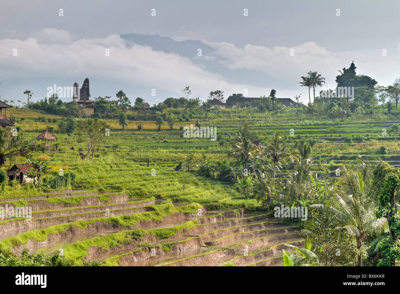typical terrace rice fields of Bali, Indonesia Stock Photo - Alamy