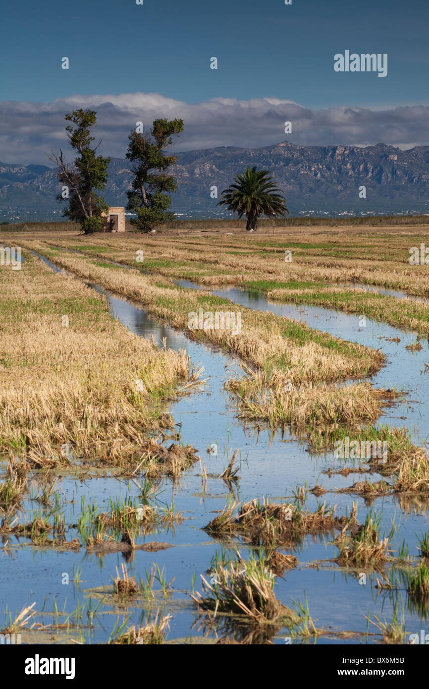 Around deltebre natural park delta hi-res stock photography and images ...