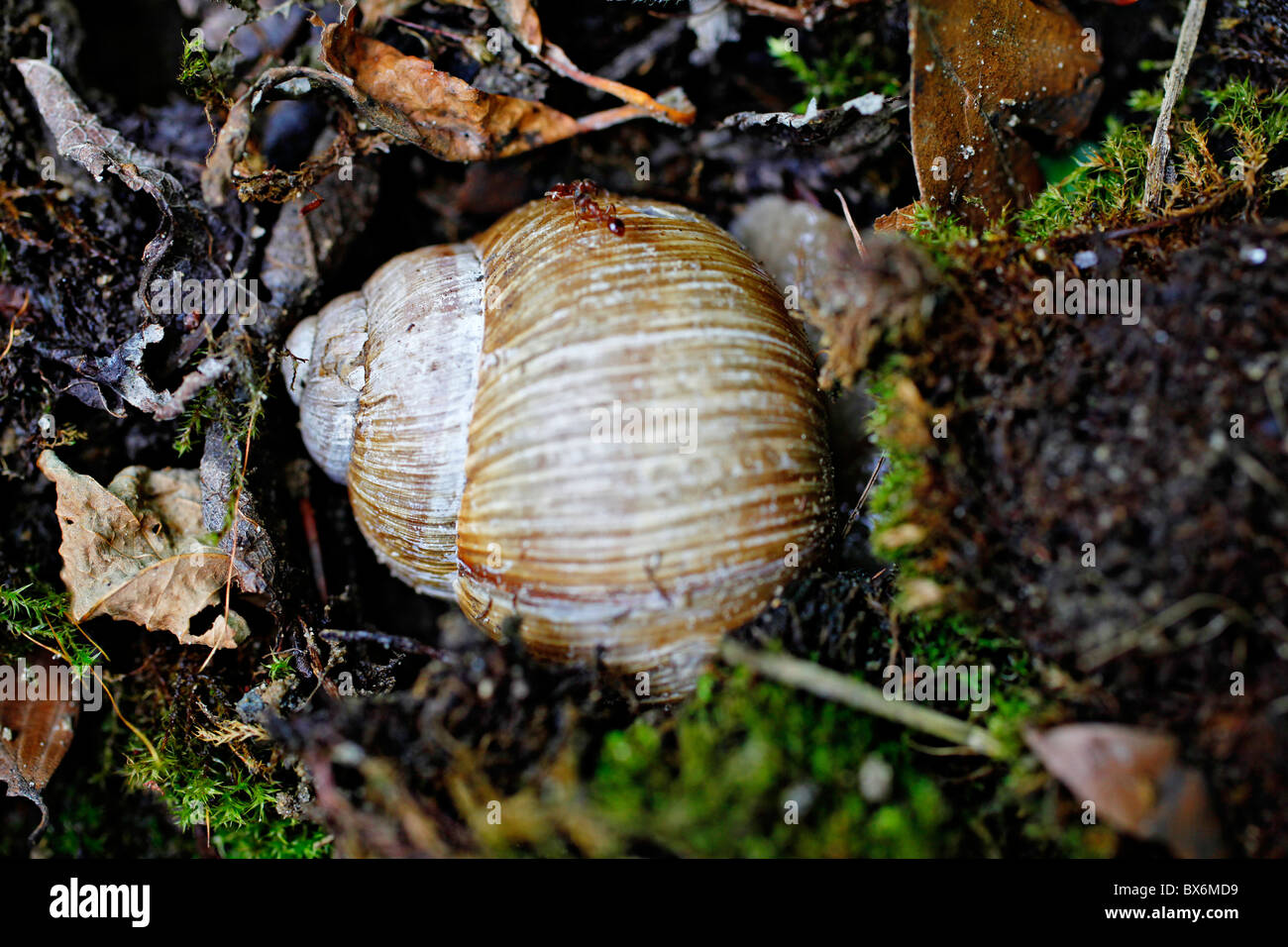 Helix pomatia common names the Burgundy snail Roman snail edible snail ...