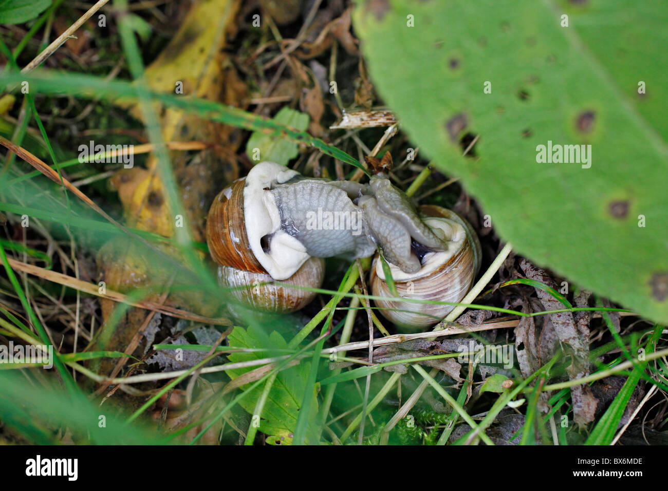 Helix pomatia common names the Burgundy snail Roman snail edible snail ...
