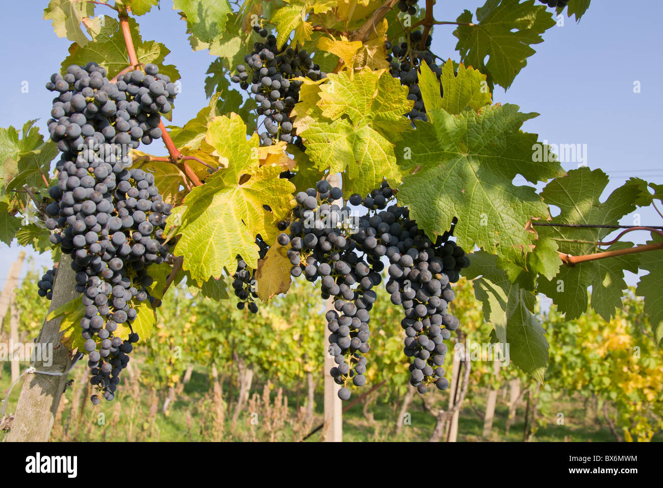bunch of ripe grapes on grapevine right before harvest Stock Photo - Alamy