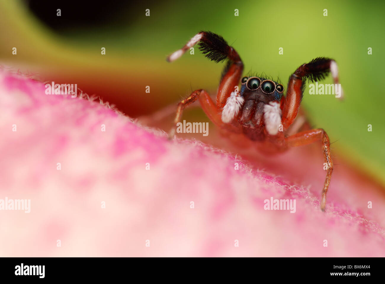 Colorful Jumping Spider Stock Photo - Alamy