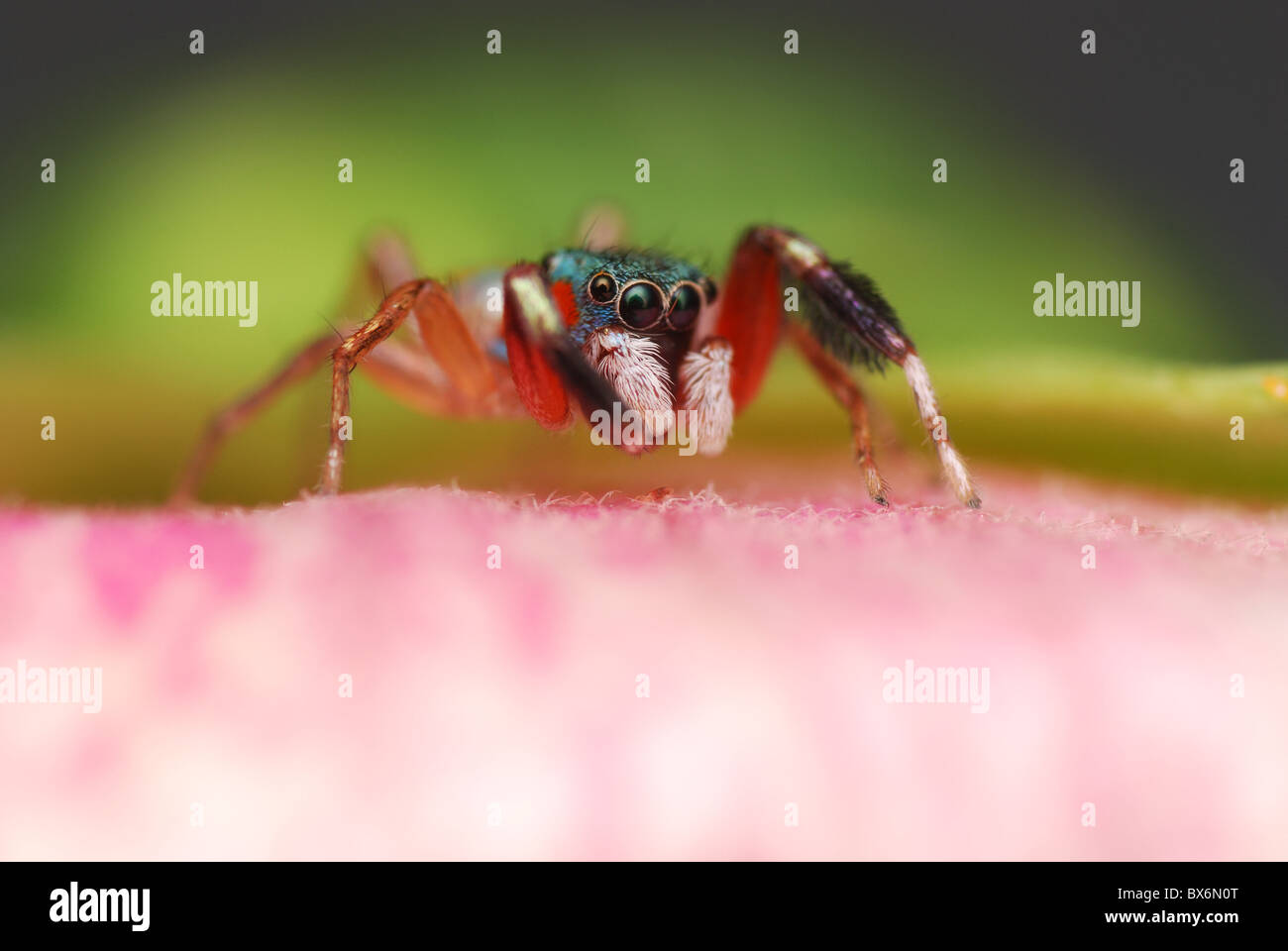 Colorful Jumping Spider Stock Photo - Alamy
