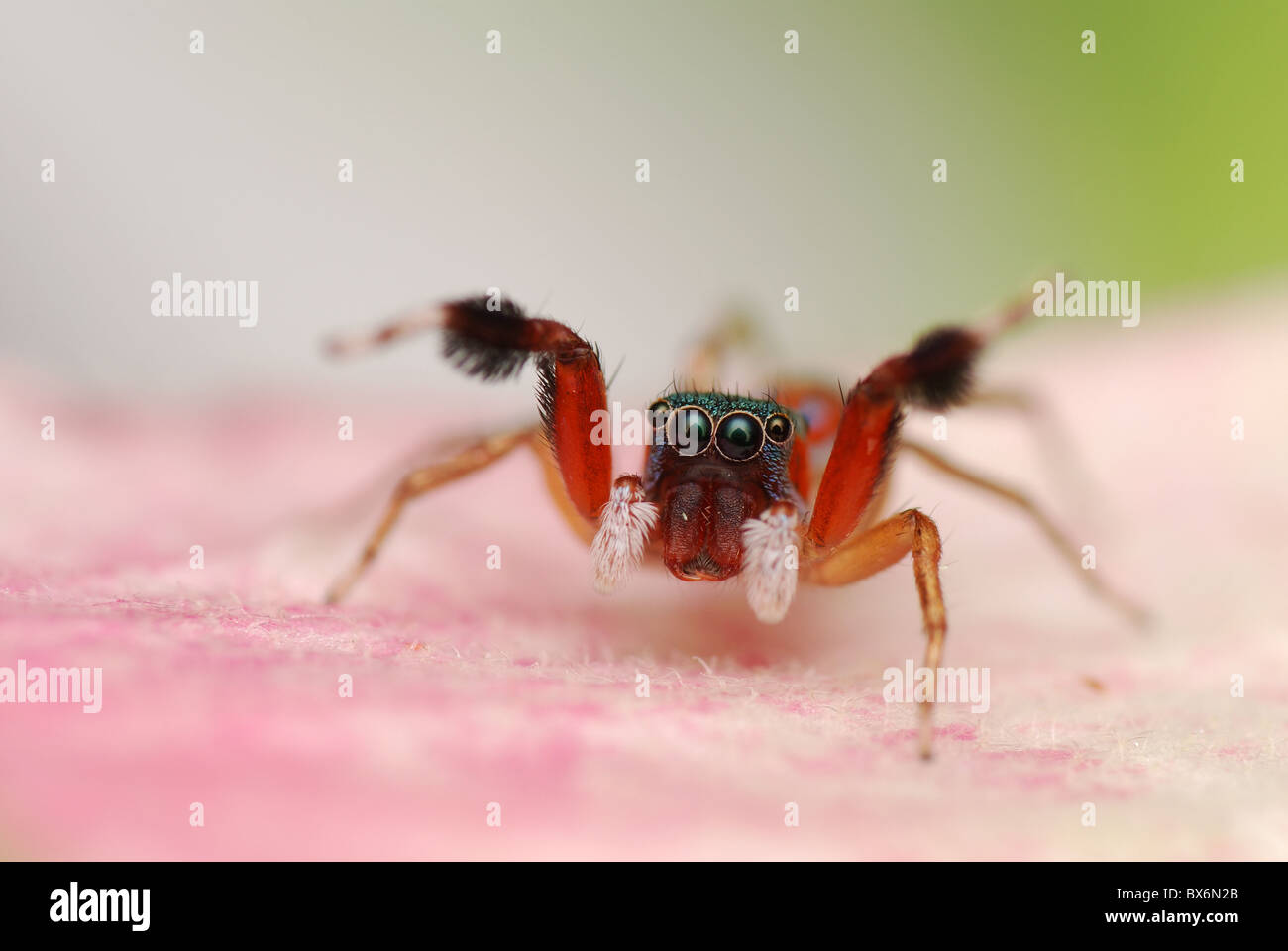Colorful Jumping Spider Stock Photo - Alamy
