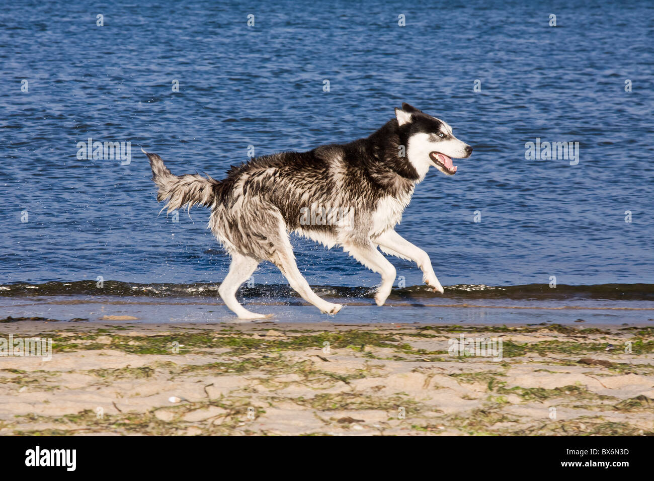 White husky on the beach hi-res stock photography and images - Alamy