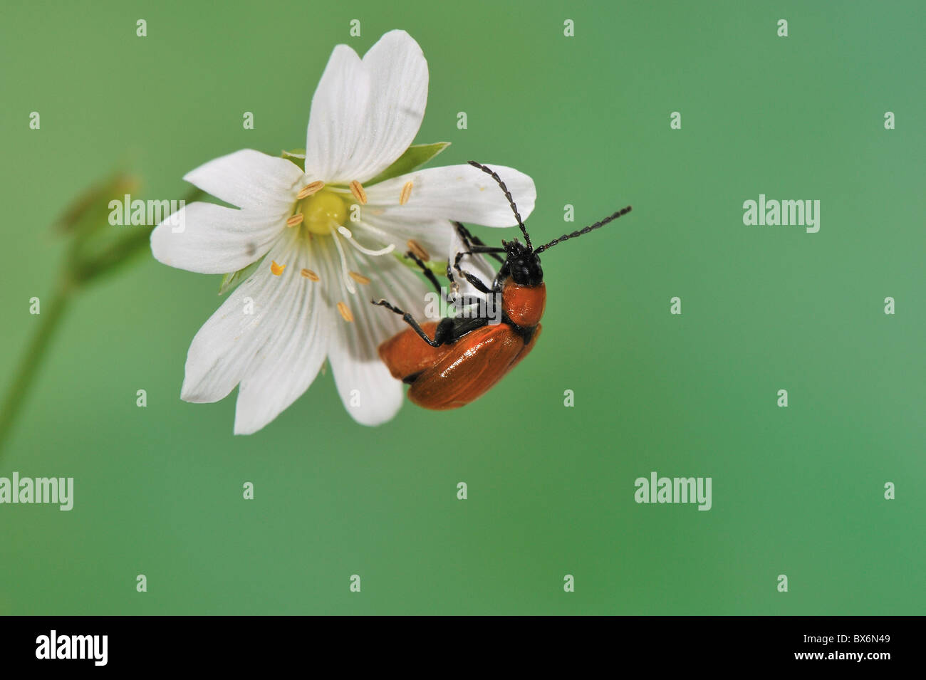 Eating a flower hi-res stock photography and images - Alamy