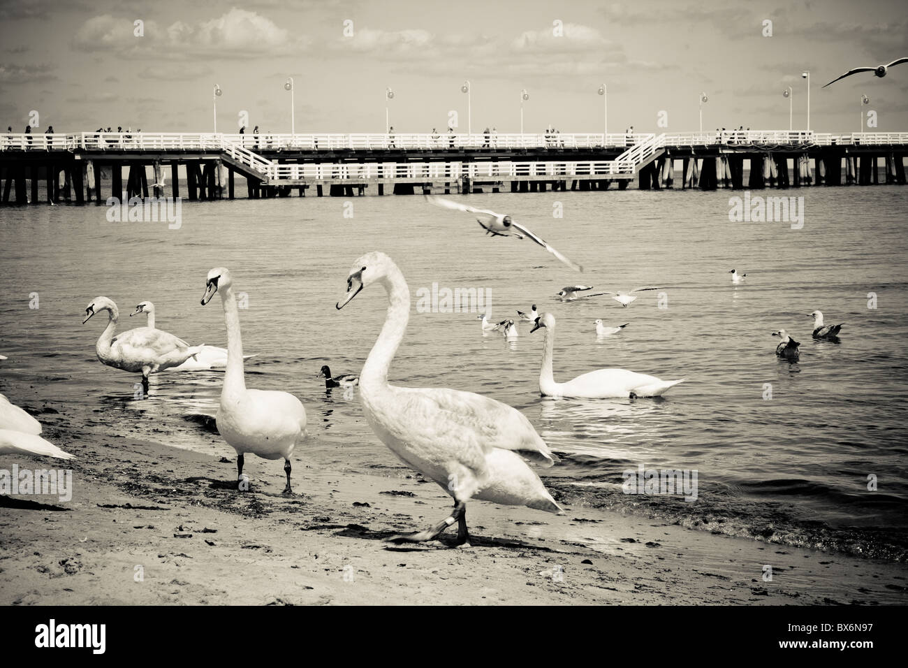 swans at wooden pier, Sopot, Poland Stock Photo - Alamy