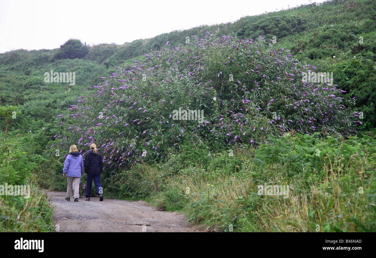 A very large purple Buddleia or Buddleja Davidii bush, Cornwall ...