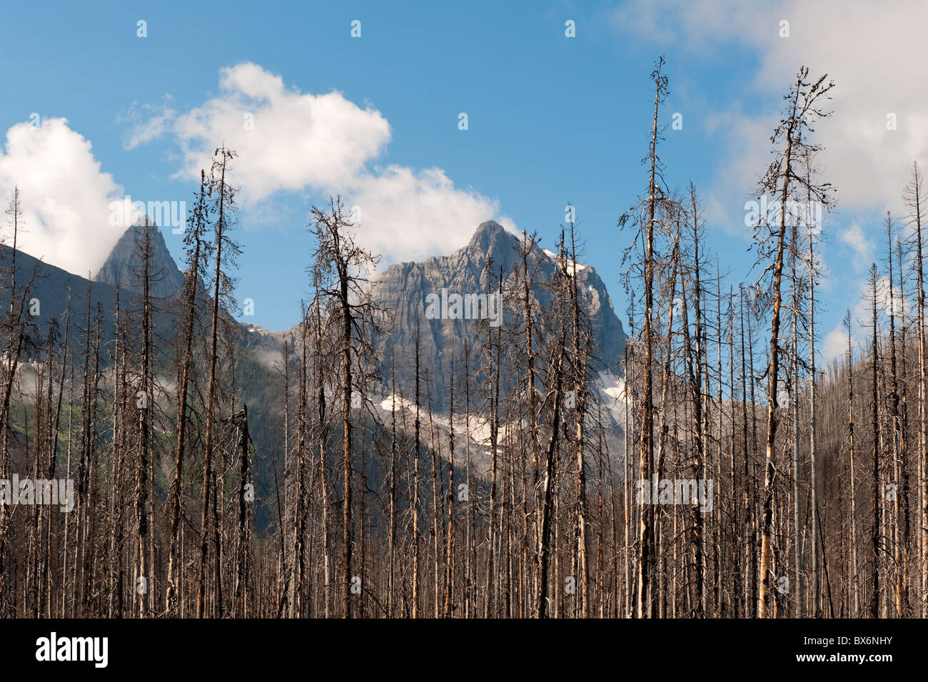 Vermilion River, forest fire zone and mountain views, near Vermilion ...