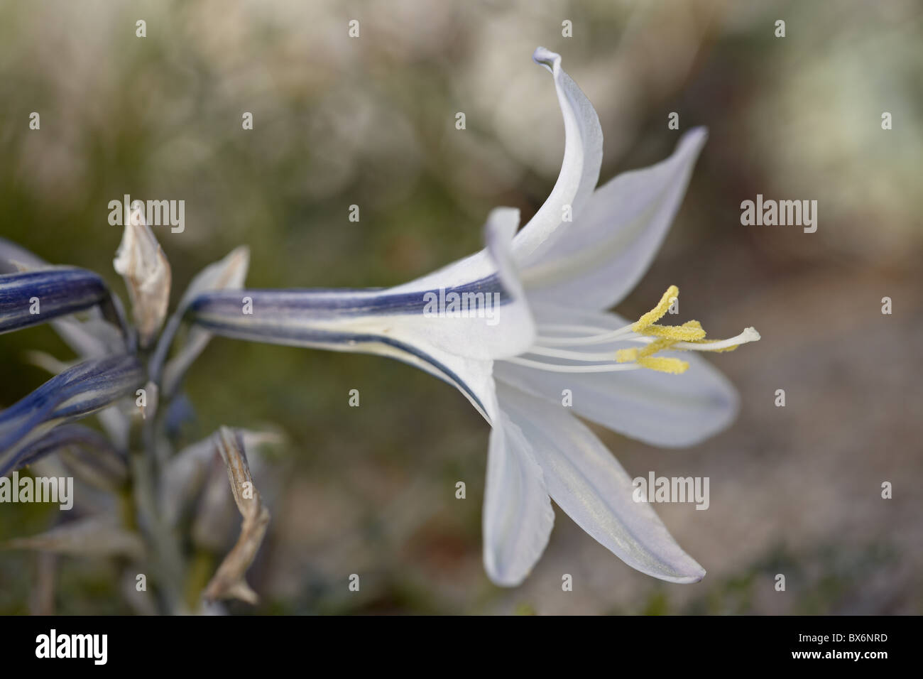 Desert Lily (Hesperocallis undulata), Anza-Borrego Desert State Park ...