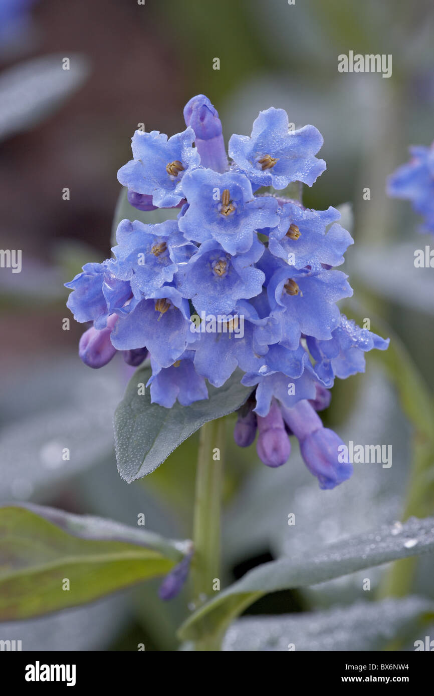Blue penstemon hi-res stock photography and images - Alamy