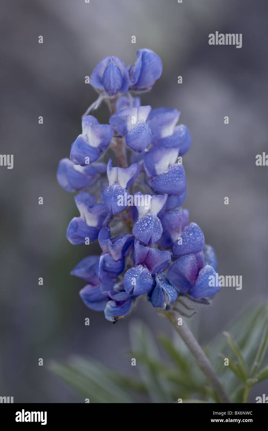 Miniature Lupine (Lupinus bicolor), Shoshone National Forest, Wyoming ...