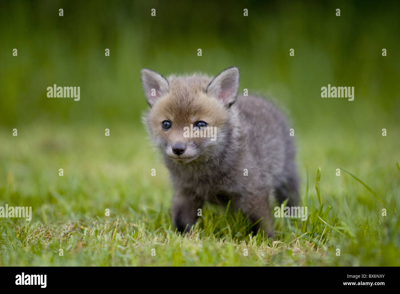 Red fox cub hi-res stock photography and images - Alamy