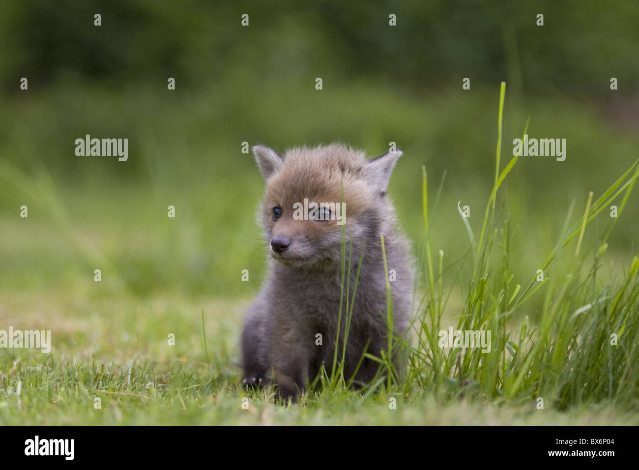 young red european fox Stock Photo - Alamy