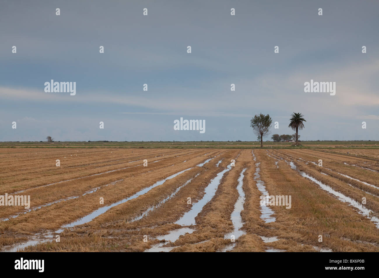 Around deltebre natural park delta hi-res stock photography and images ...
