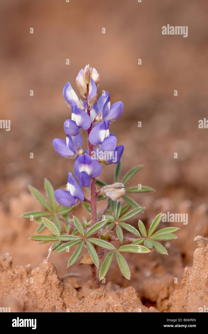 Canyonlands national park needles hi-res stock photography and images ...