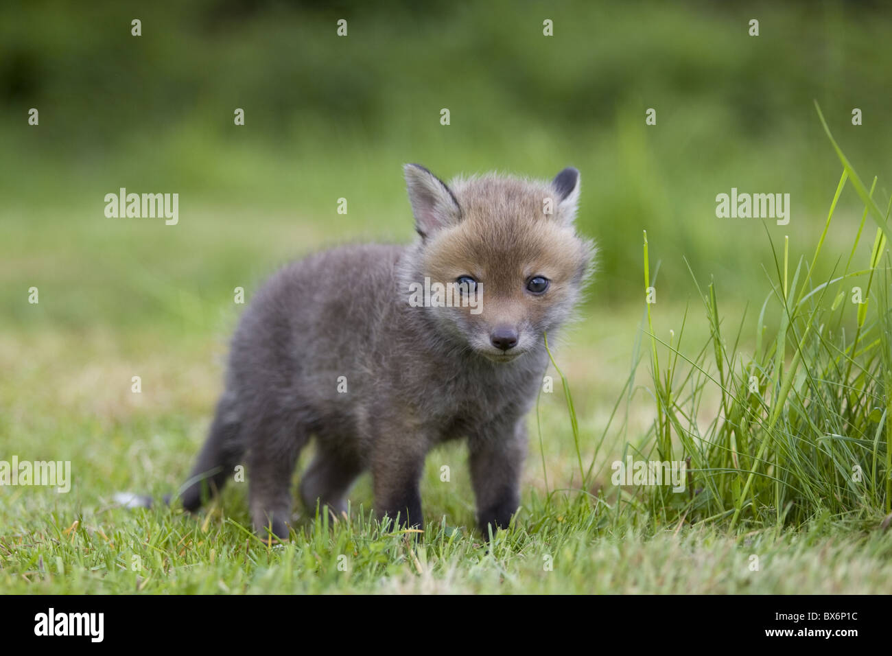 young red european fox Stock Photo - Alamy