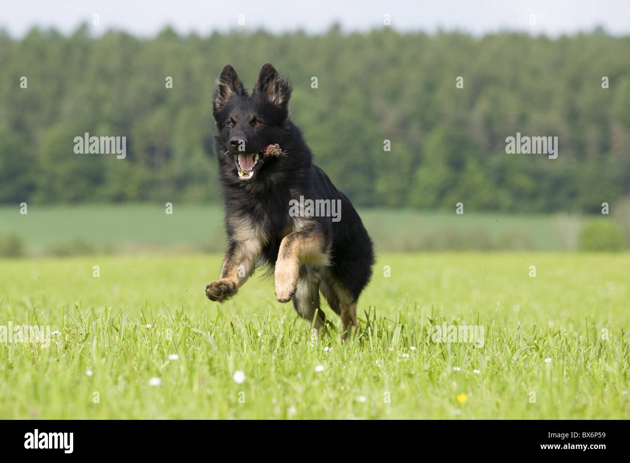 Deutscher Schäferhund, German Sheperd Stock Photo - Alamy