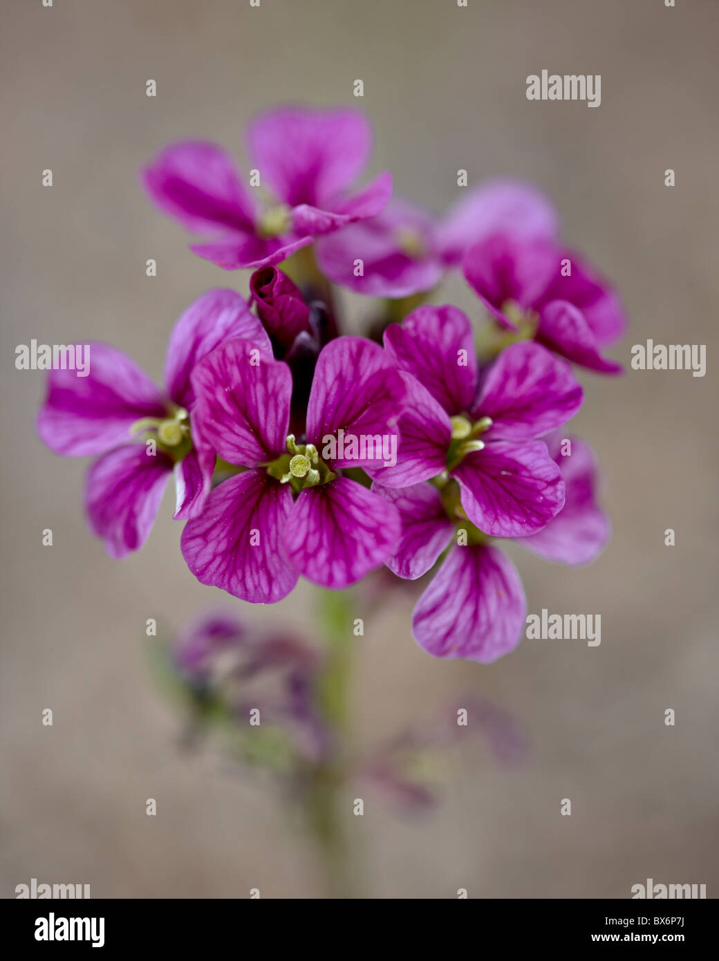 Parry’s primrose (Primula parryi), Mount Evans, Colorado, United States ...