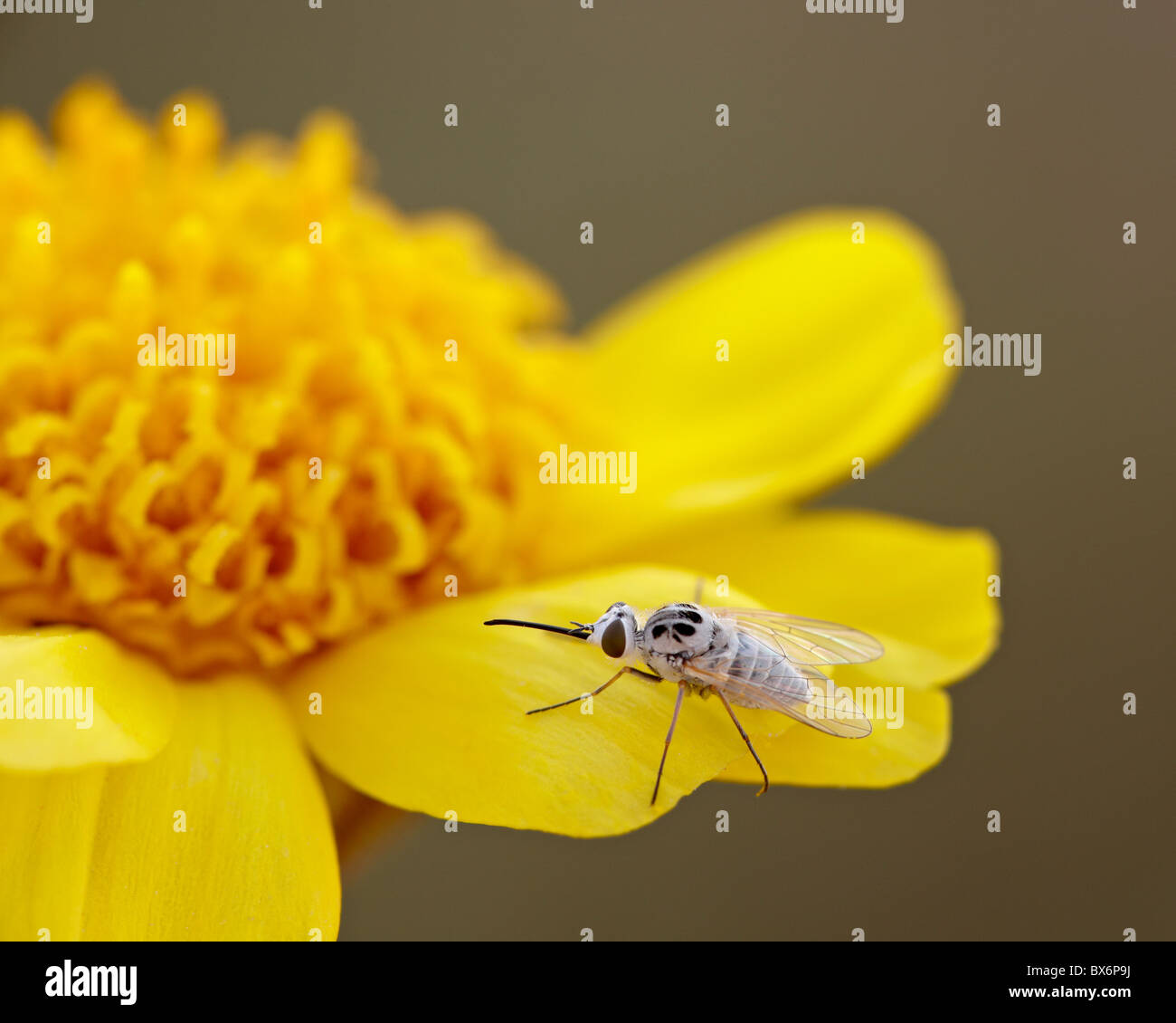 Apolysis hi-res stock photography and images - Alamy