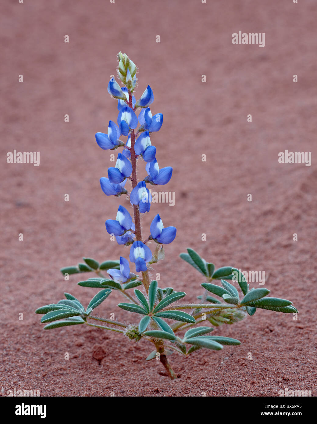 Dwarf lupine (small lupine) (rusty lupine) (Lupinus pusillus), Canyon ...
